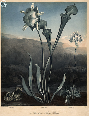 Sutherland, American Bog Plants